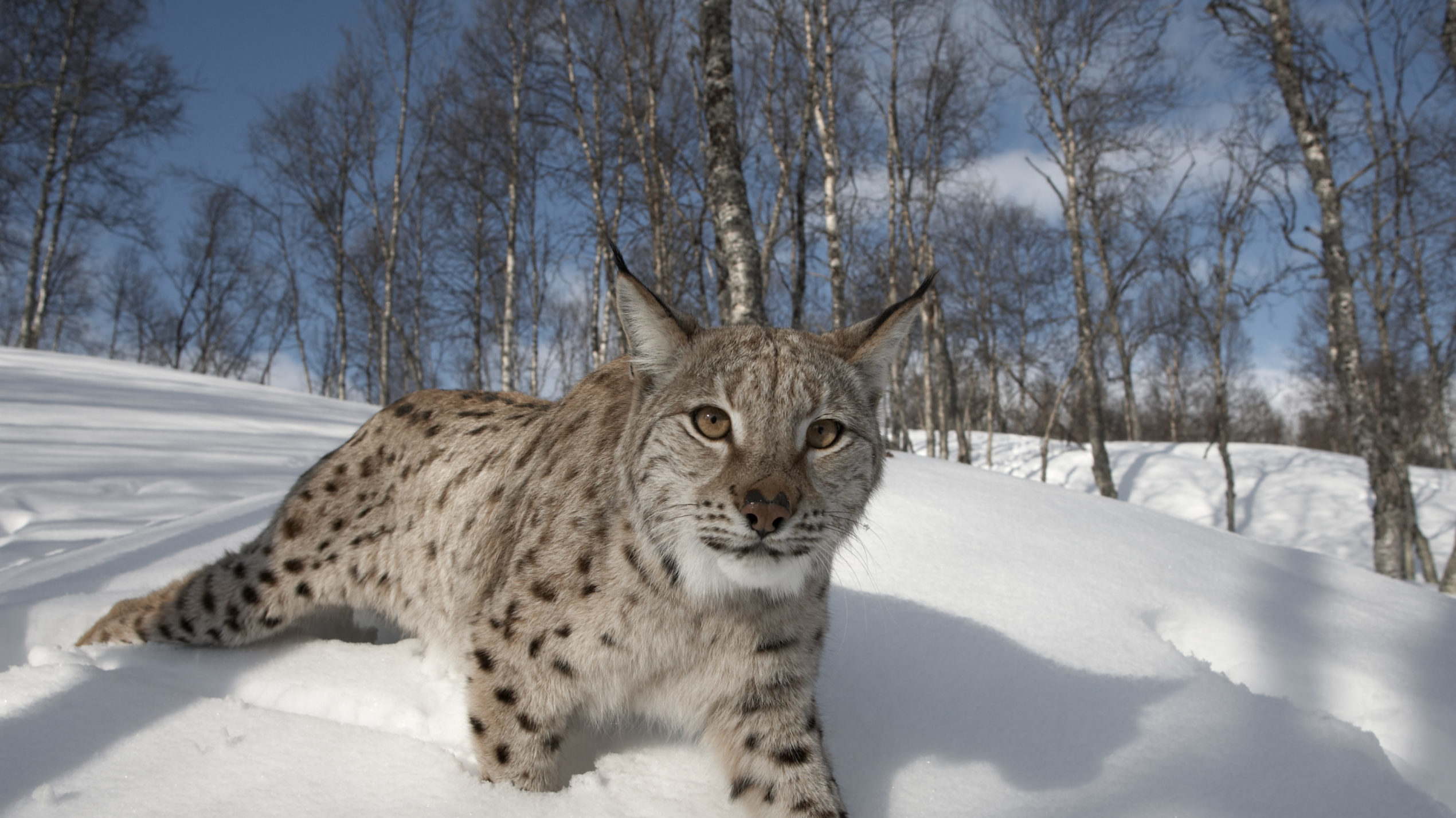 ‘Sufficient appetite’ for exploring lynx reintroduction in Scotland ...