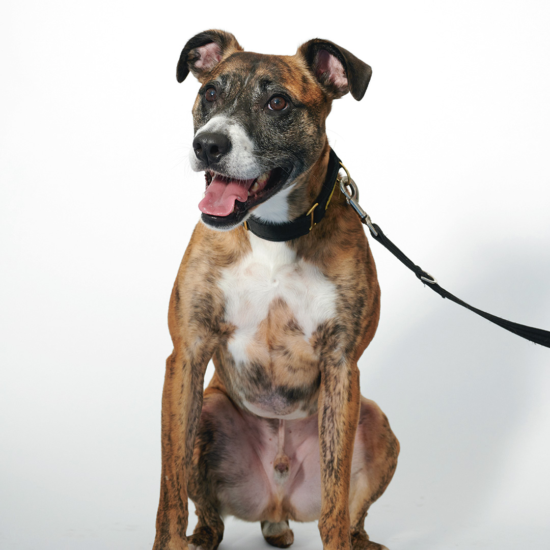 Like many pets, Rocky lost his home due to the cost of living. But ...