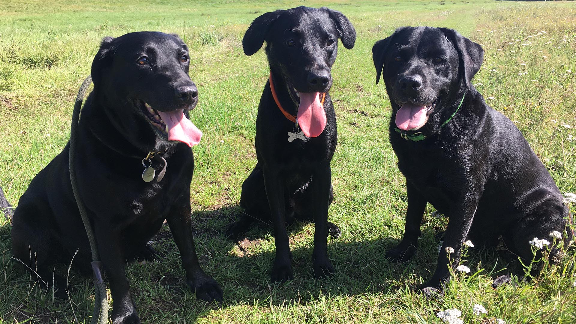 Robin Ince: After a lifetime of dogs, my father's final one was no more ...