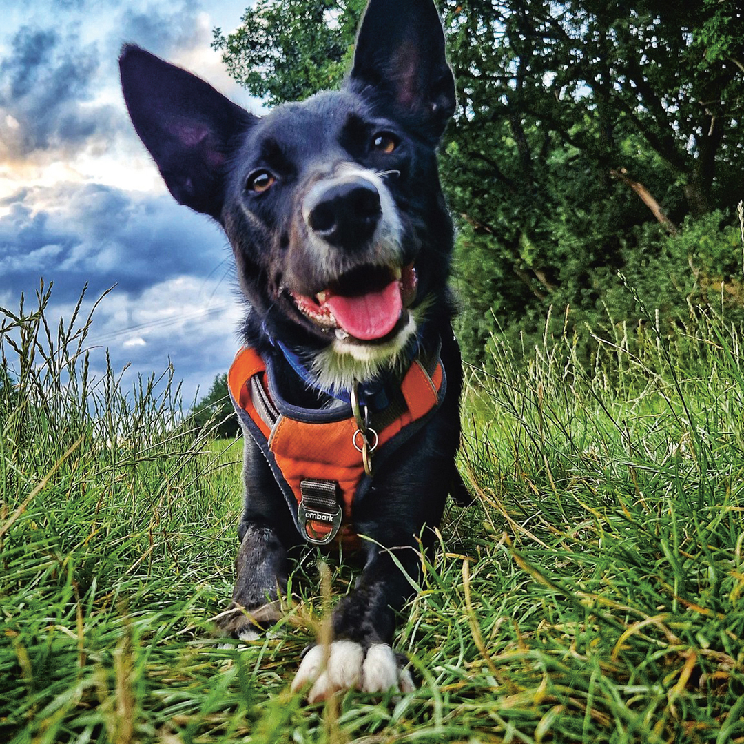 International Dog Day: Big Issue readers' dogs - Big Issue
