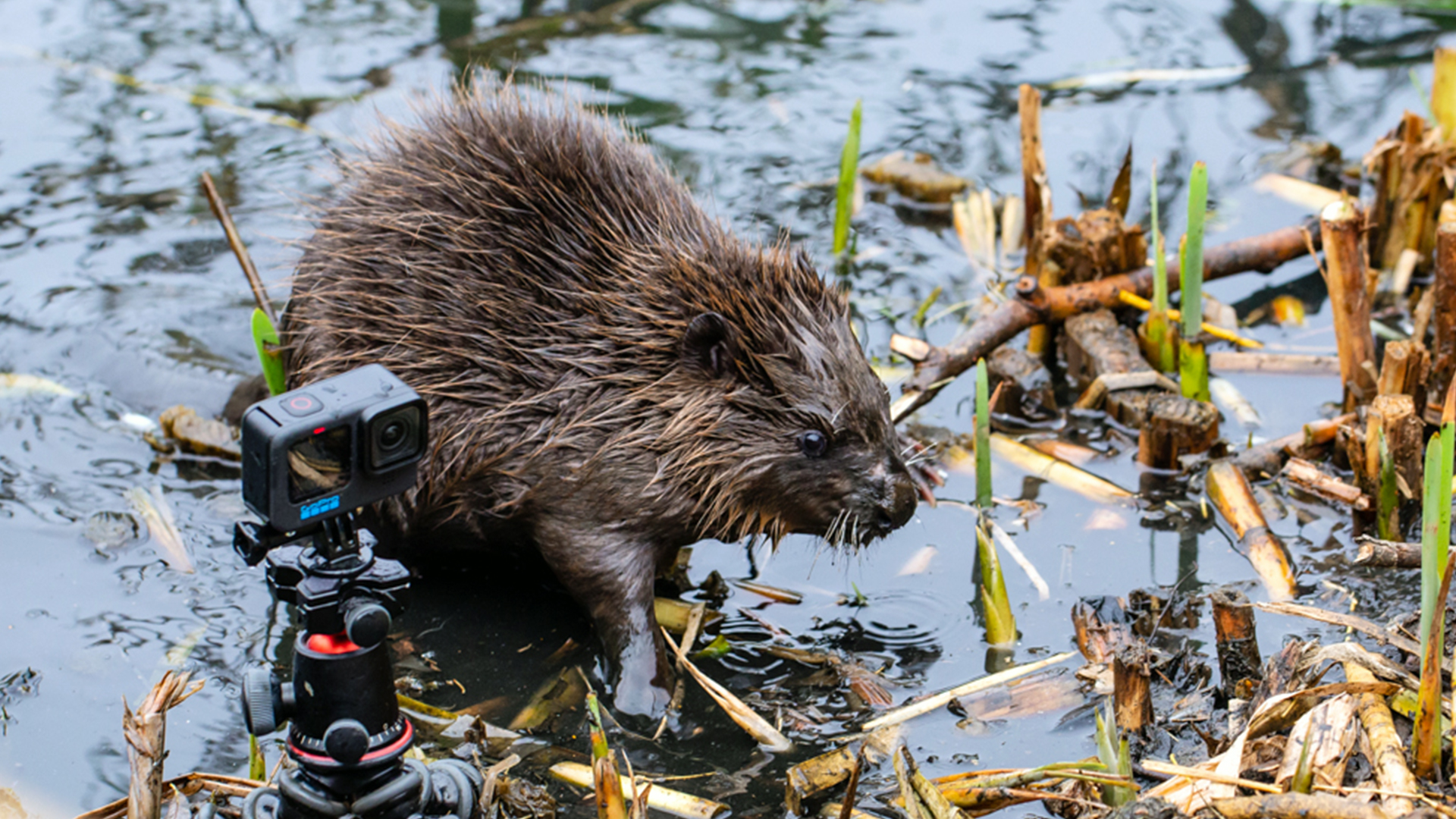 Beavers are back in London’s waterways after 400 years away - Big Issue