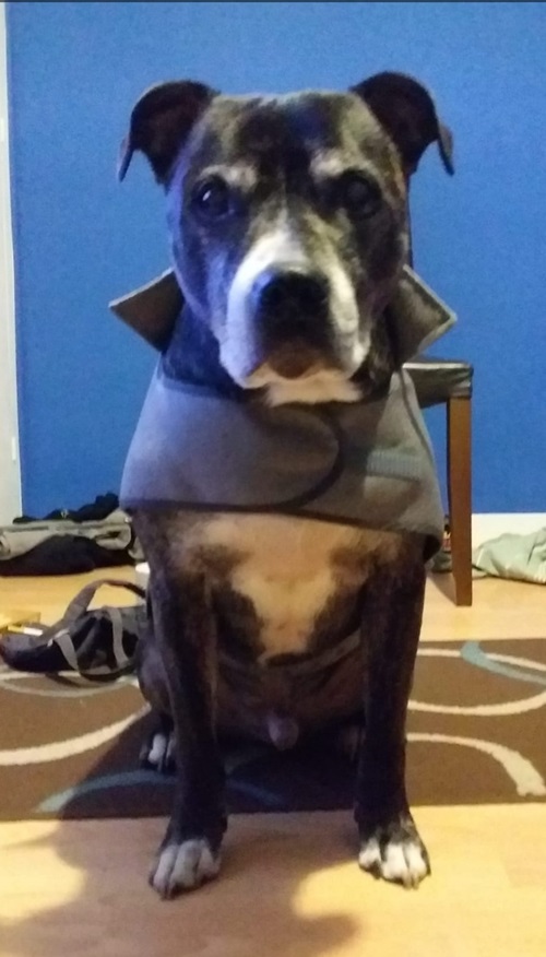 Big Issue vendor pays tribute to beloved dog and 'dear friend' Ralph