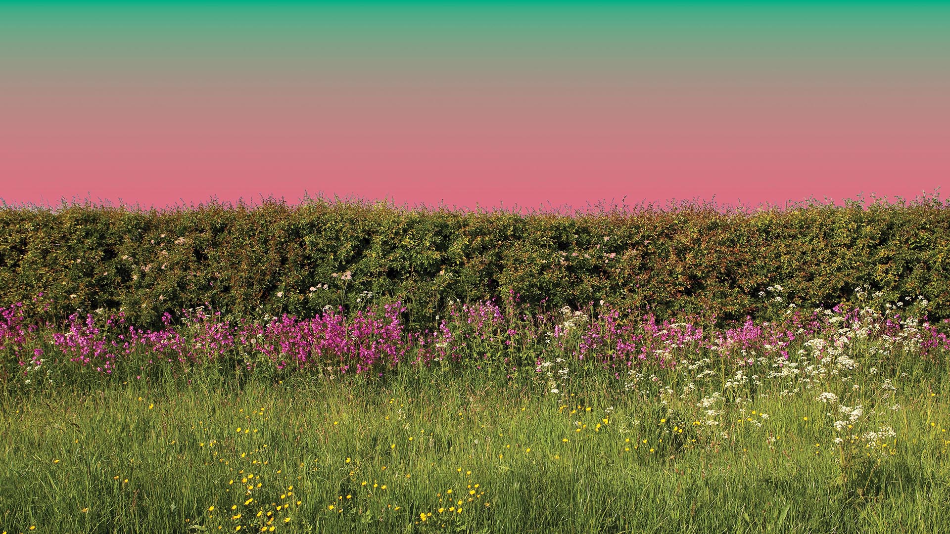 Hedgerows are amazing. Here's why we must plant more of them - Big Issue