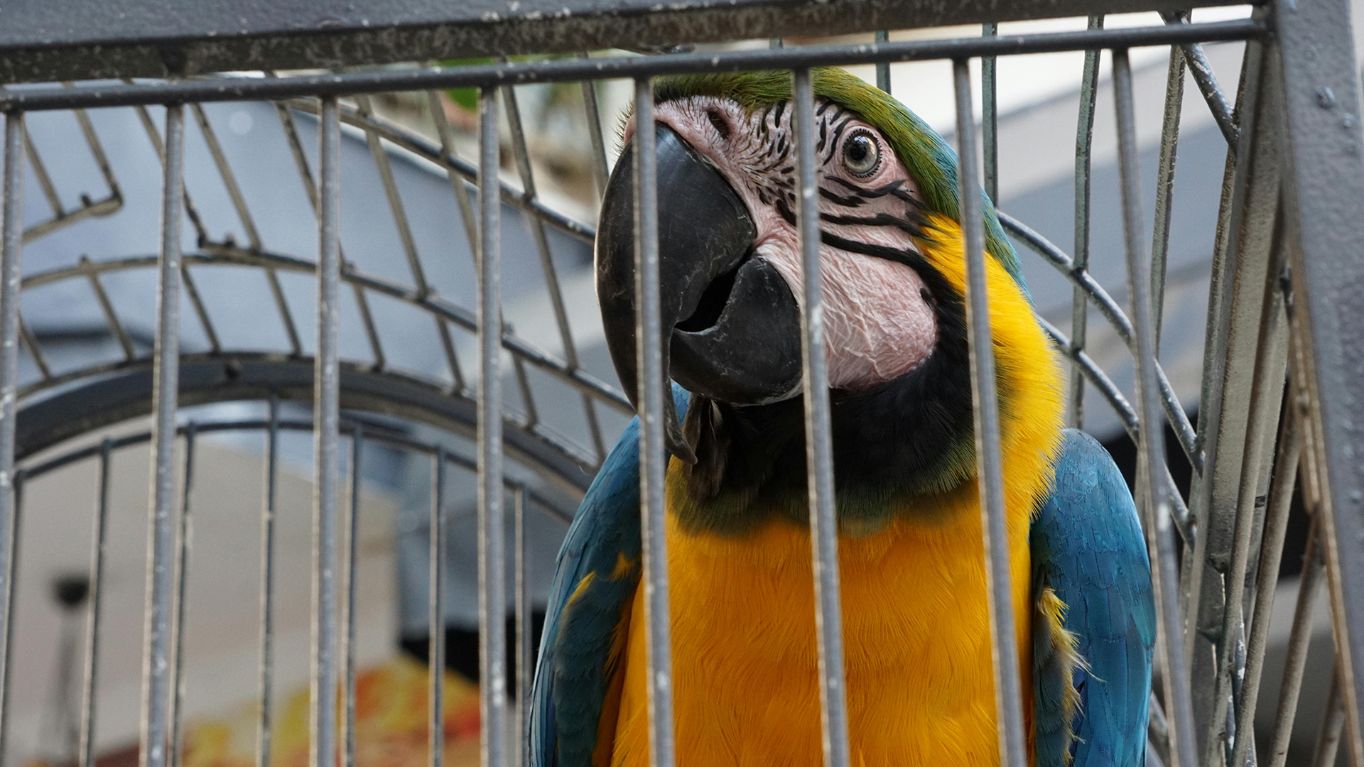 Sam Delaney: Me, Nigel Kennedy and a parrot called Sonny - Big Issue