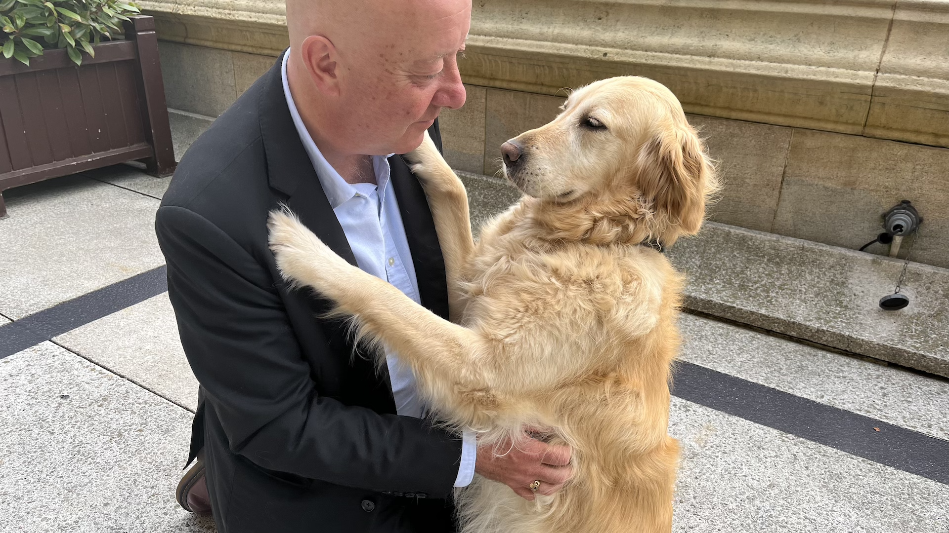 Meet Jennie – Lib Dem MP Steve Darling's guide dog