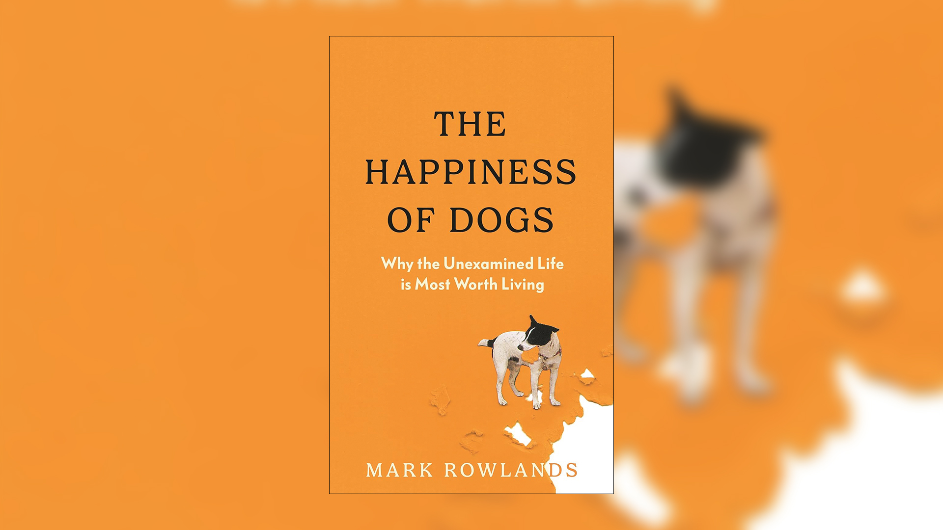 The Happiness of Dogs by Mark Rowlands review – learning from our pets - Big Issue