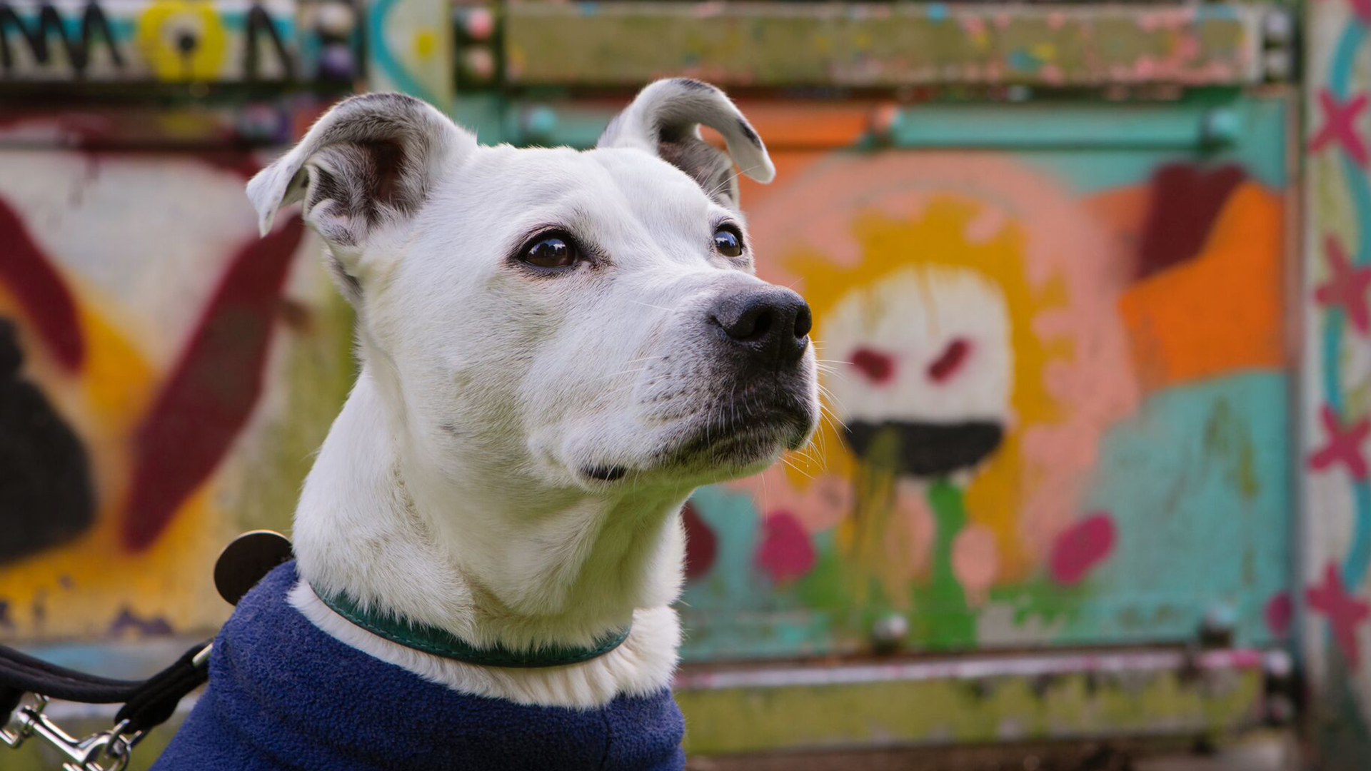 For many homeless people their relationship with their dog is ...