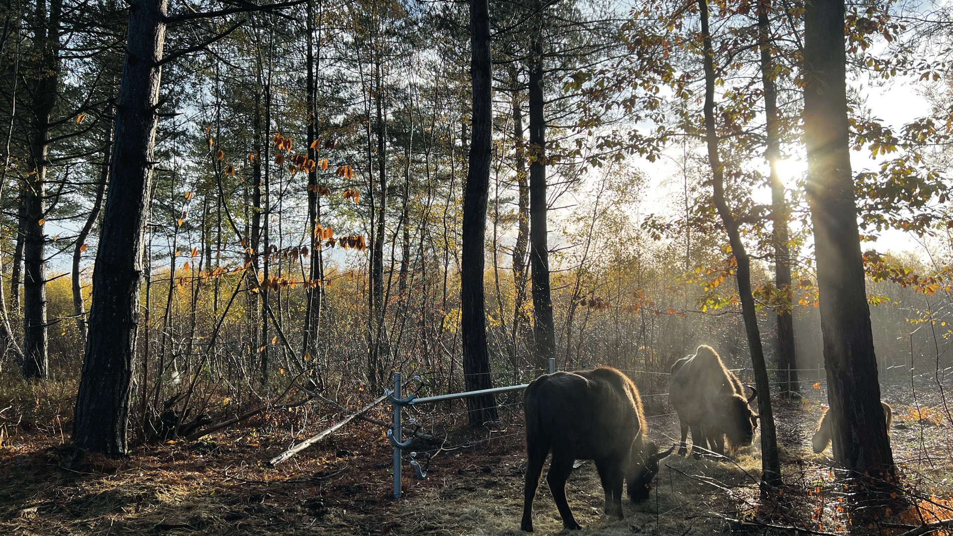 What a herd of wild bison can teach us about the UK's nature crisis ...