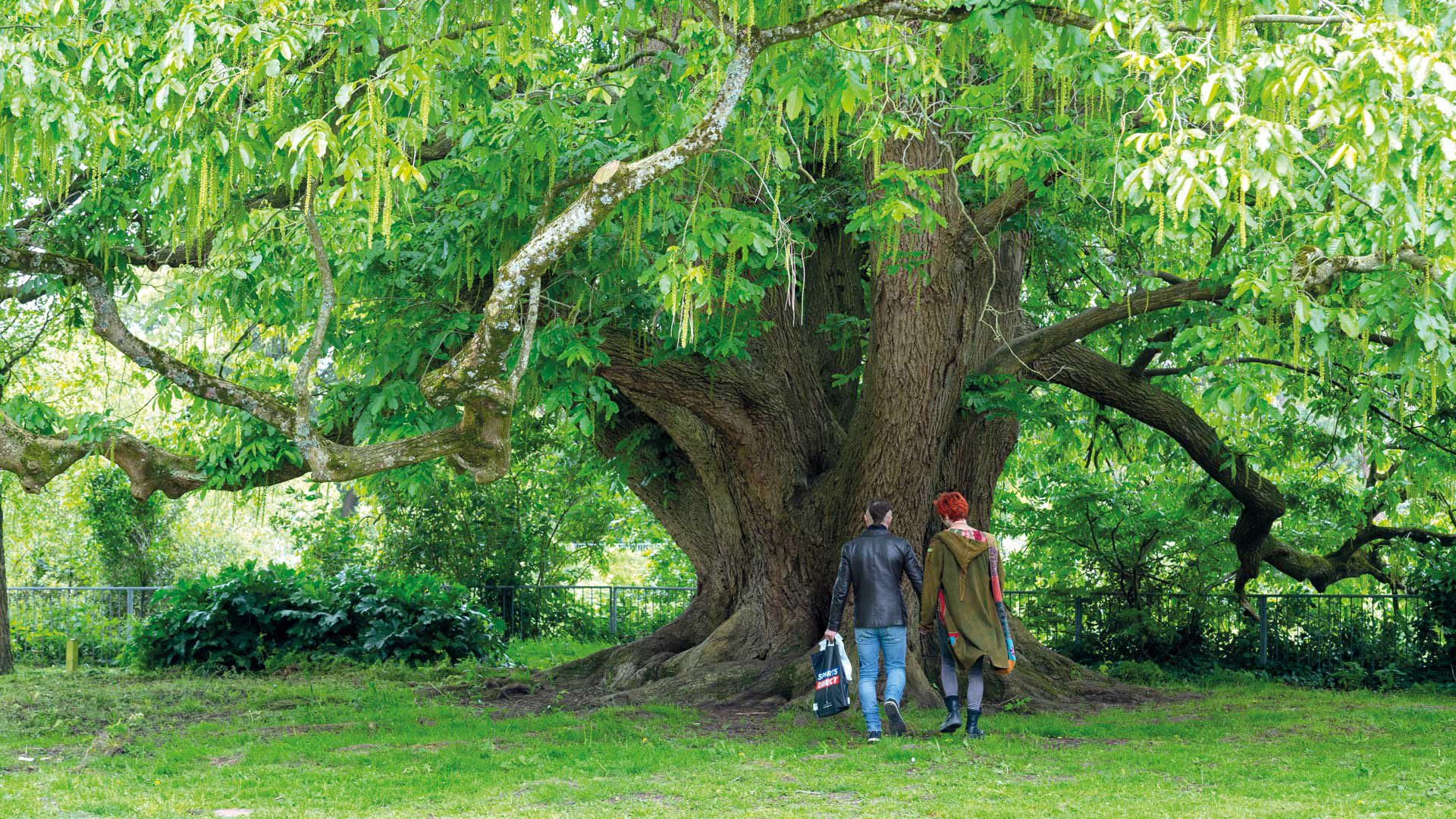 Here's a dozen fascinating trees you really should visit this year ...