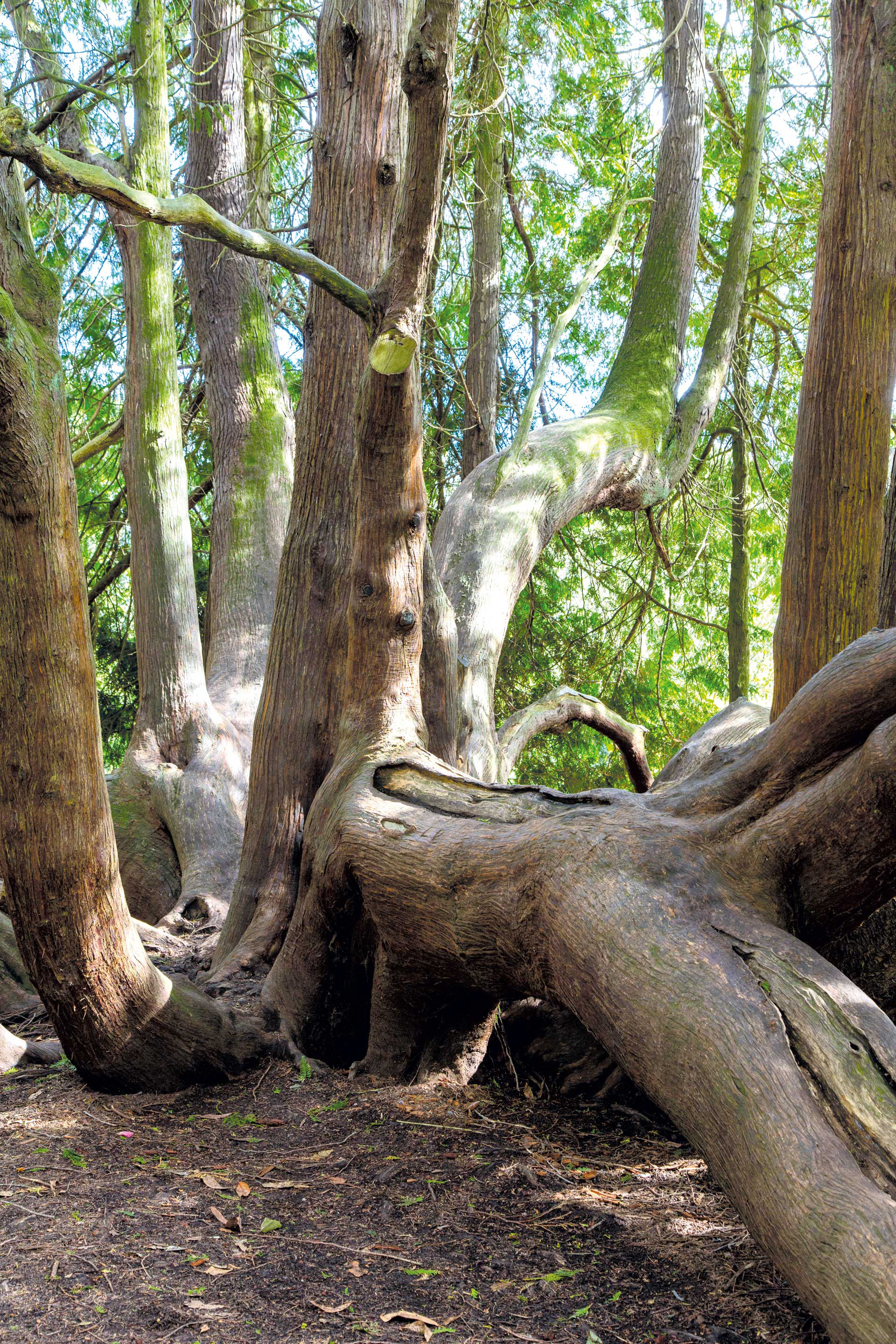 Here's a dozen fascinating trees you really should visit this year ...