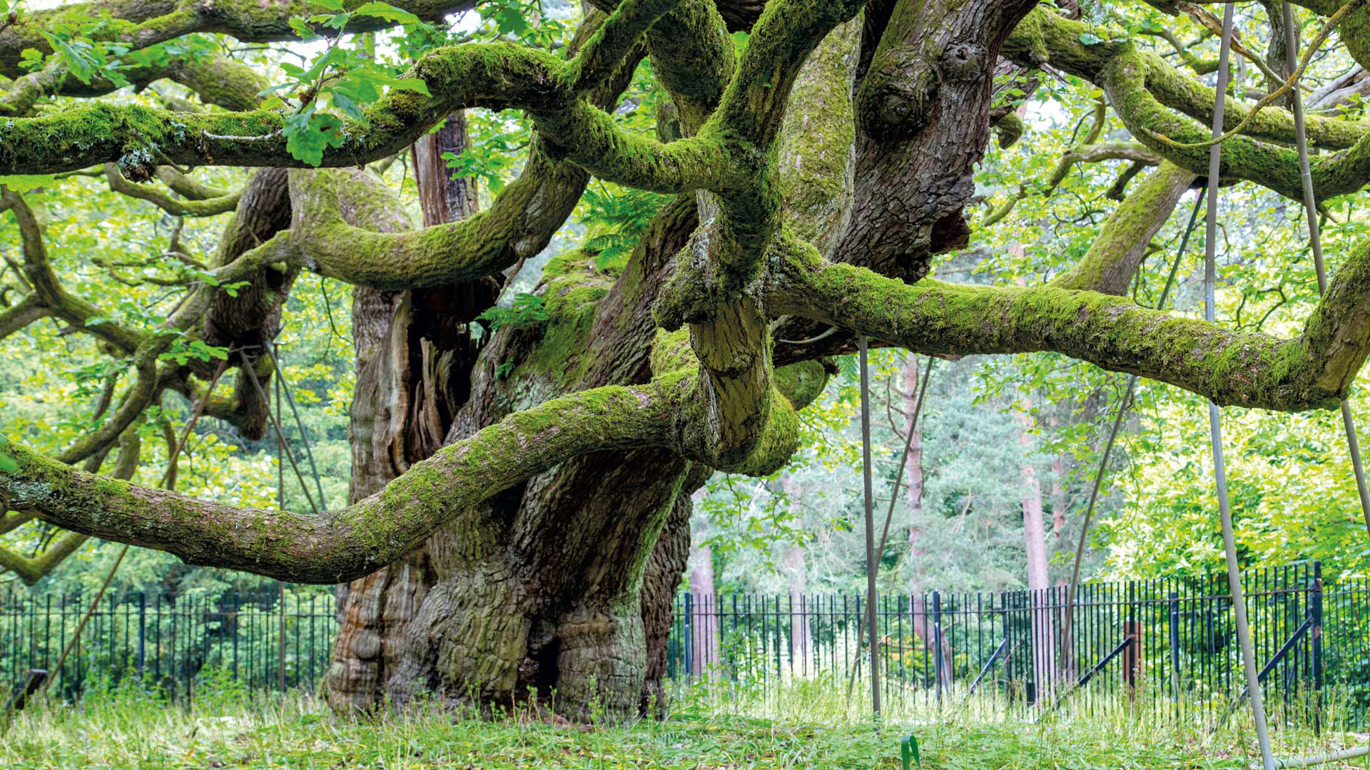 Here's a dozen fascinating trees you really should visit this year ...