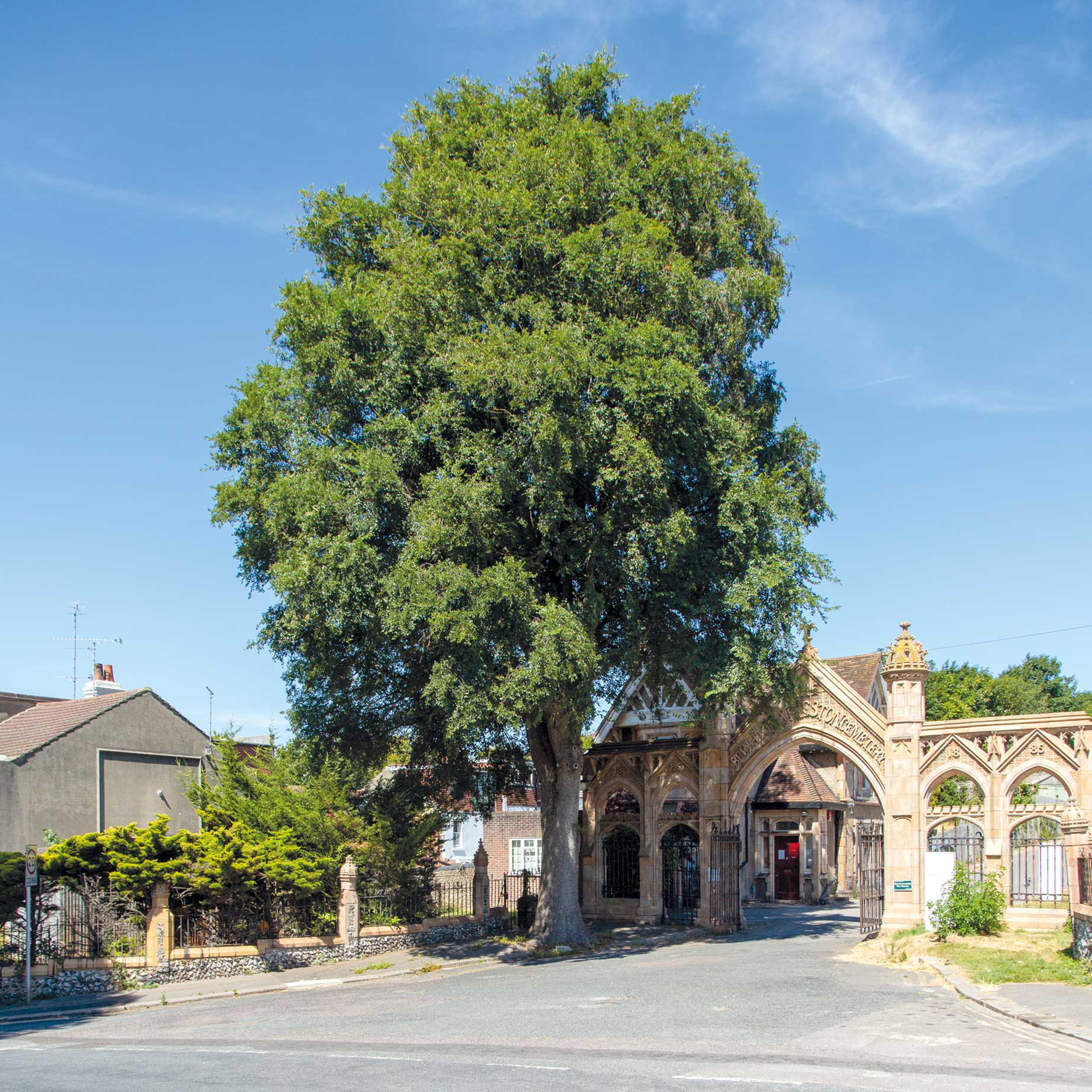 Here's a dozen fascinating trees you really should visit this year ...
