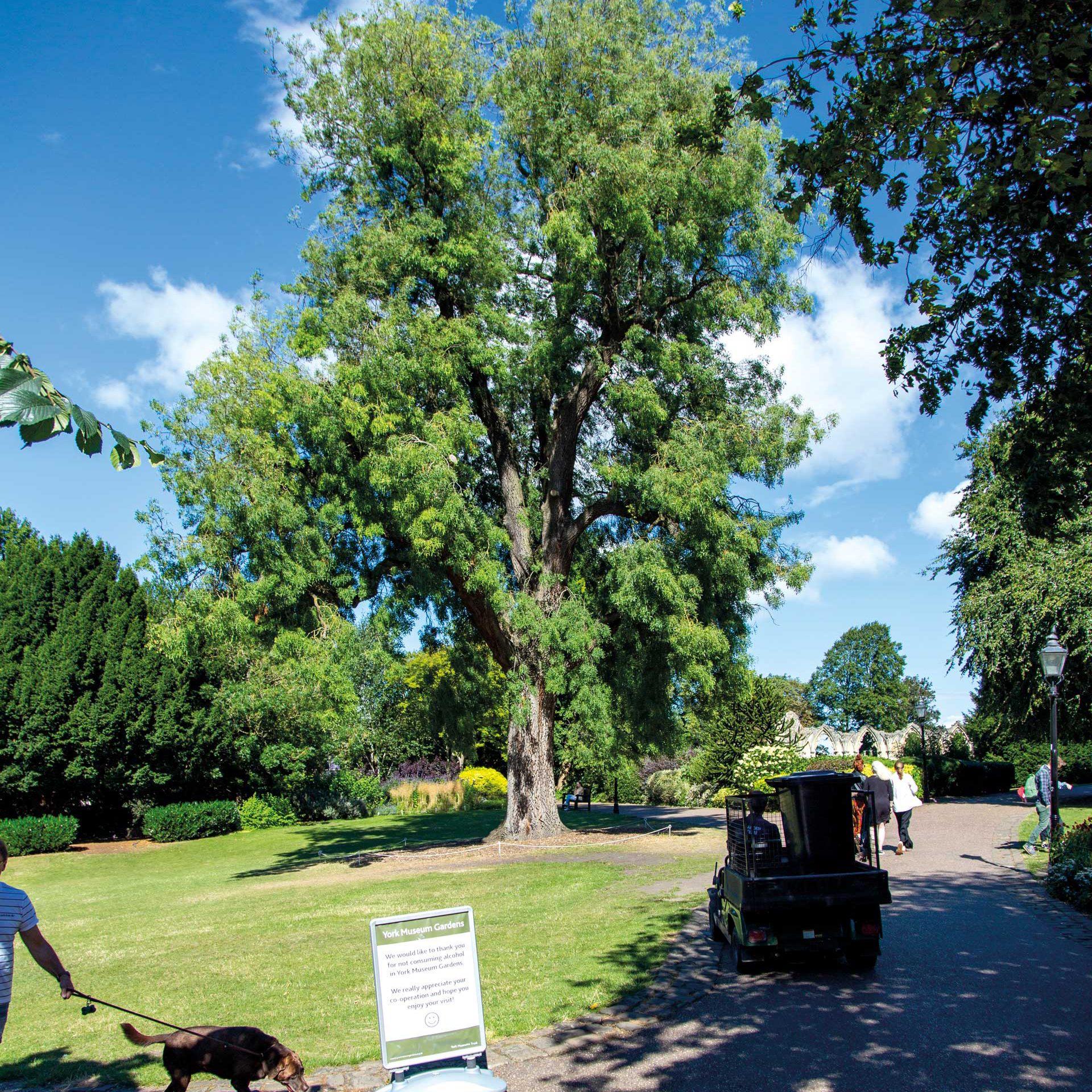 Here's a dozen fascinating trees you really should visit this year ...