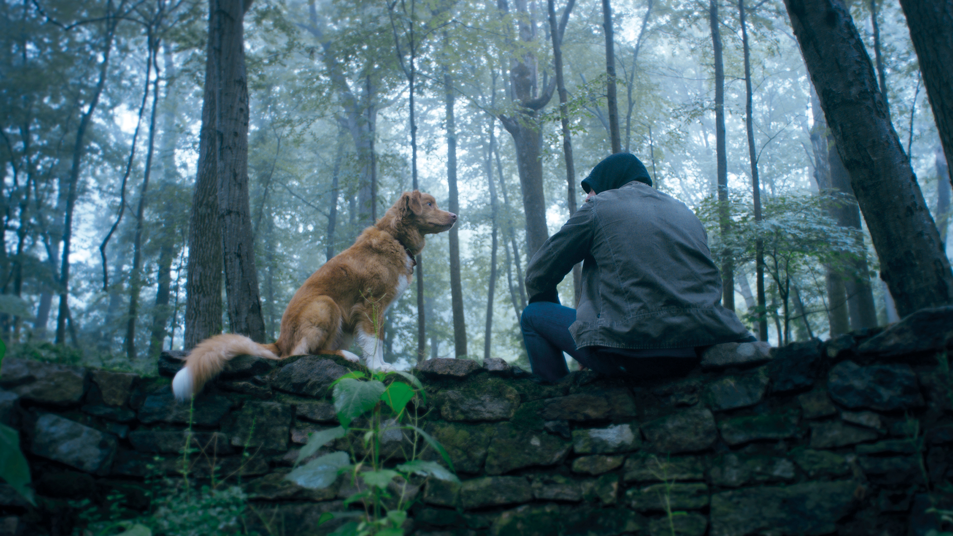 Good Boy review – unsettling, claustrophobic horror - Big Issue