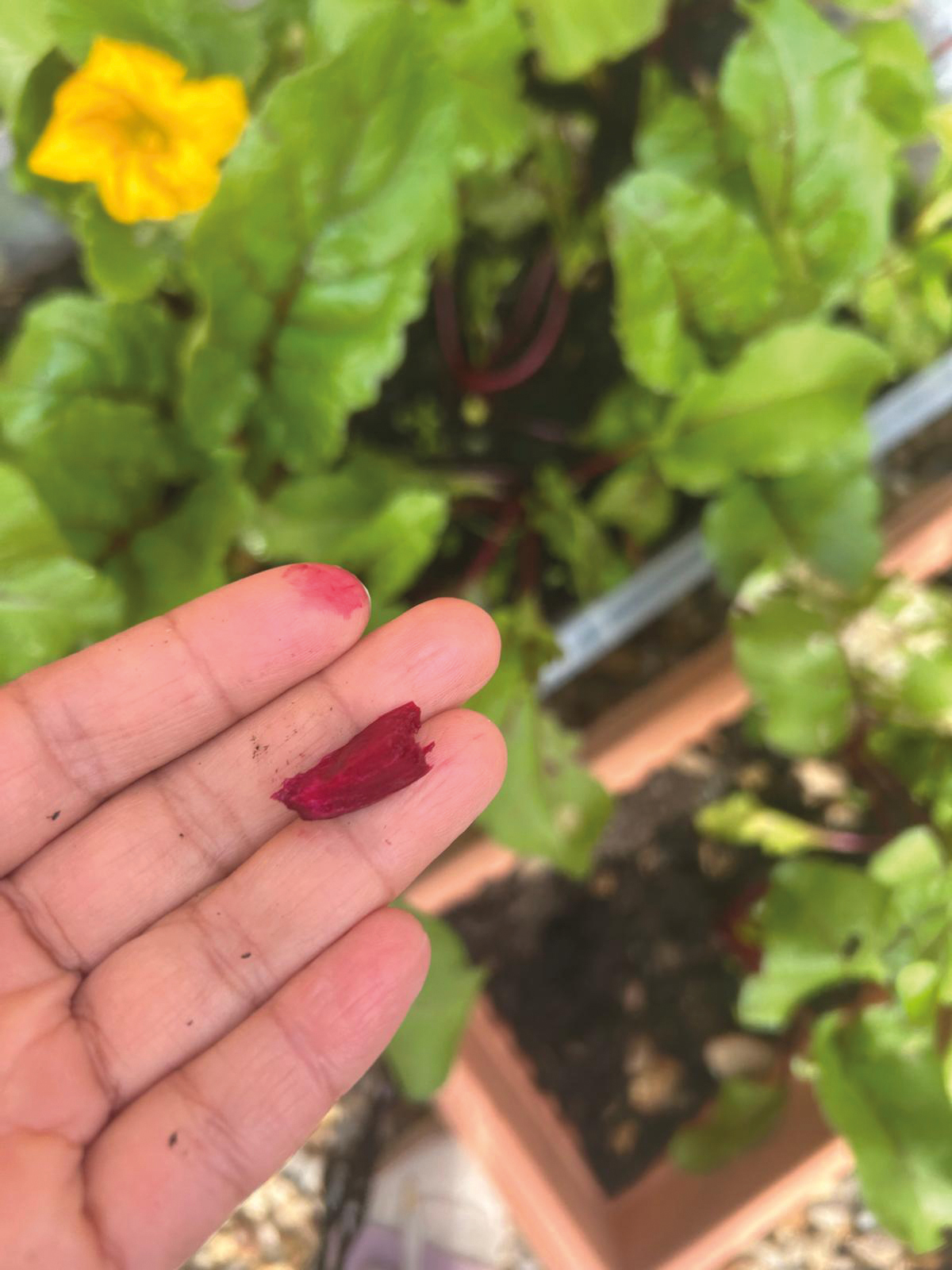 How Big Issue's Big Grow is cultivating community and resilience - Big ...
