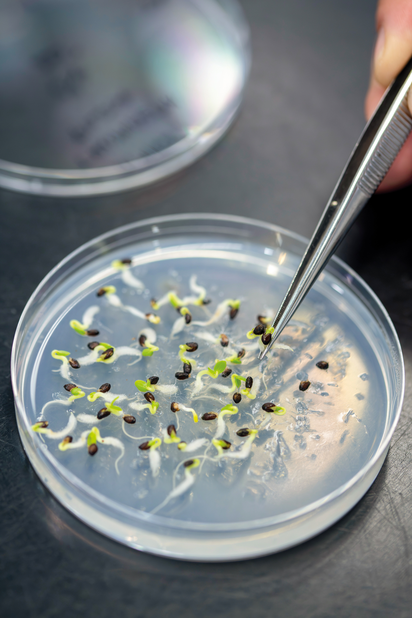 Inside the Millennium Seed Bank, our biological safety net - Big Issue